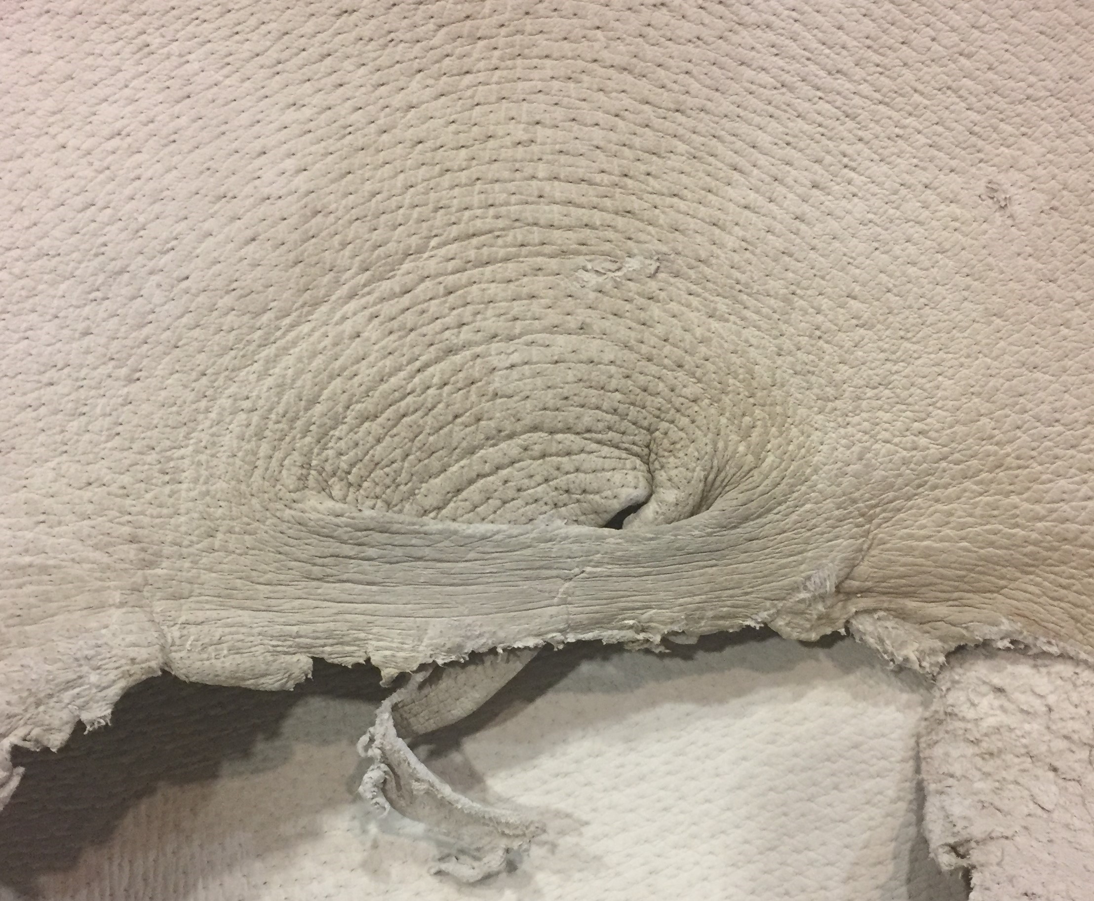 Species Identification of Animal Skins in Books & Manuscripts ...